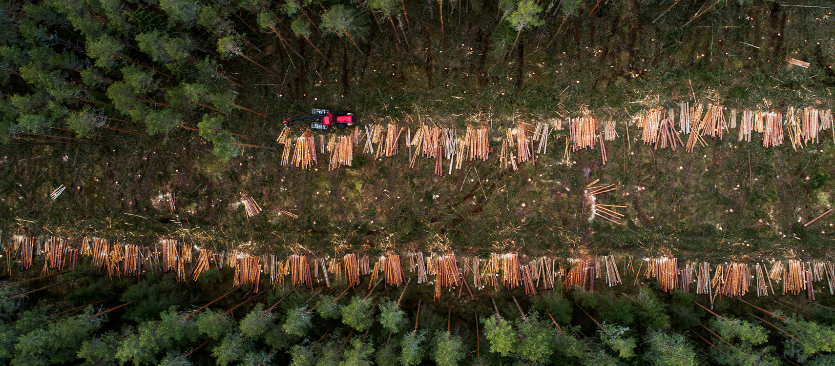 Erneuerbaren Richtlinie Europas Wäder Im Fadenkreuz Michael Bloss